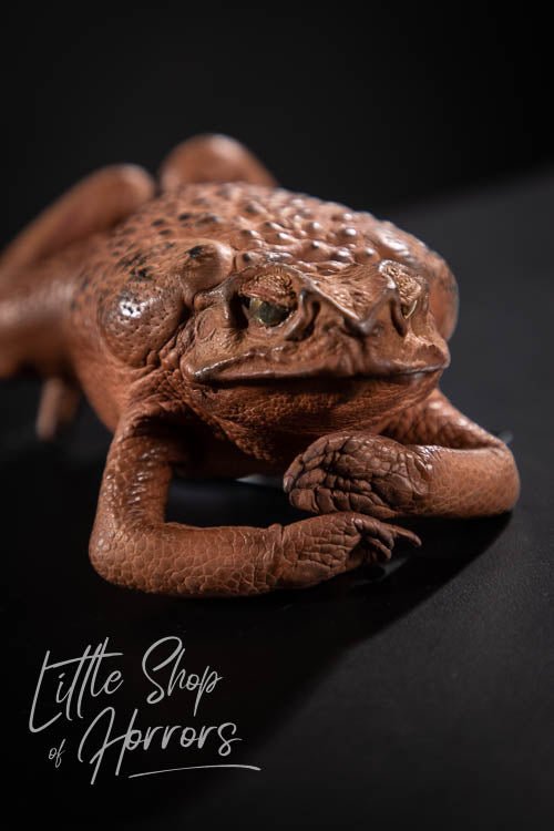 Cane Toad Taxidermy XL Little Shop of Horrors Costumery & Pop-Culture Emporium